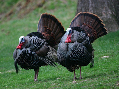 Dunia Ayam Turki