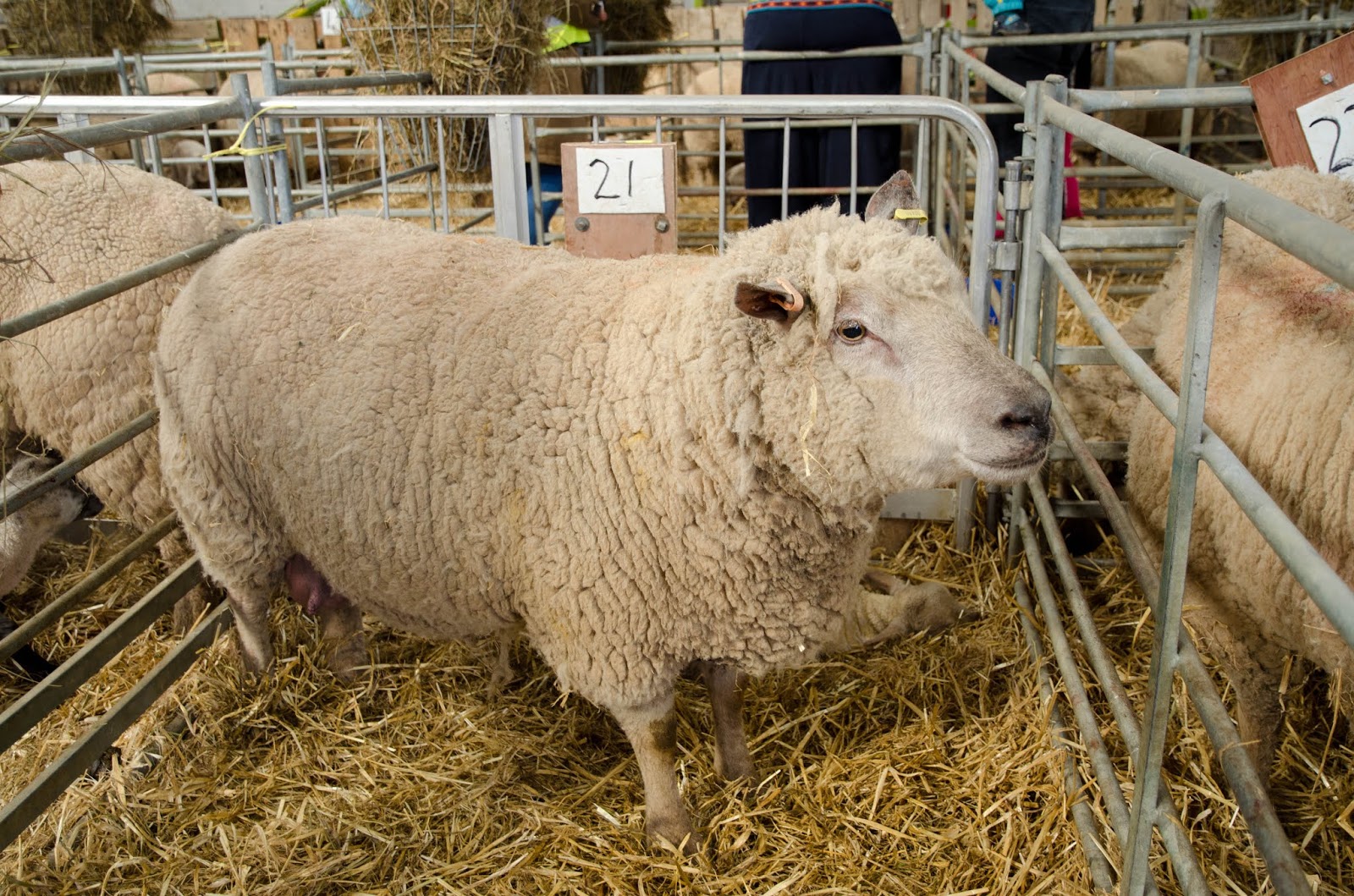 Mountain and Sea Scotland: Lambing time