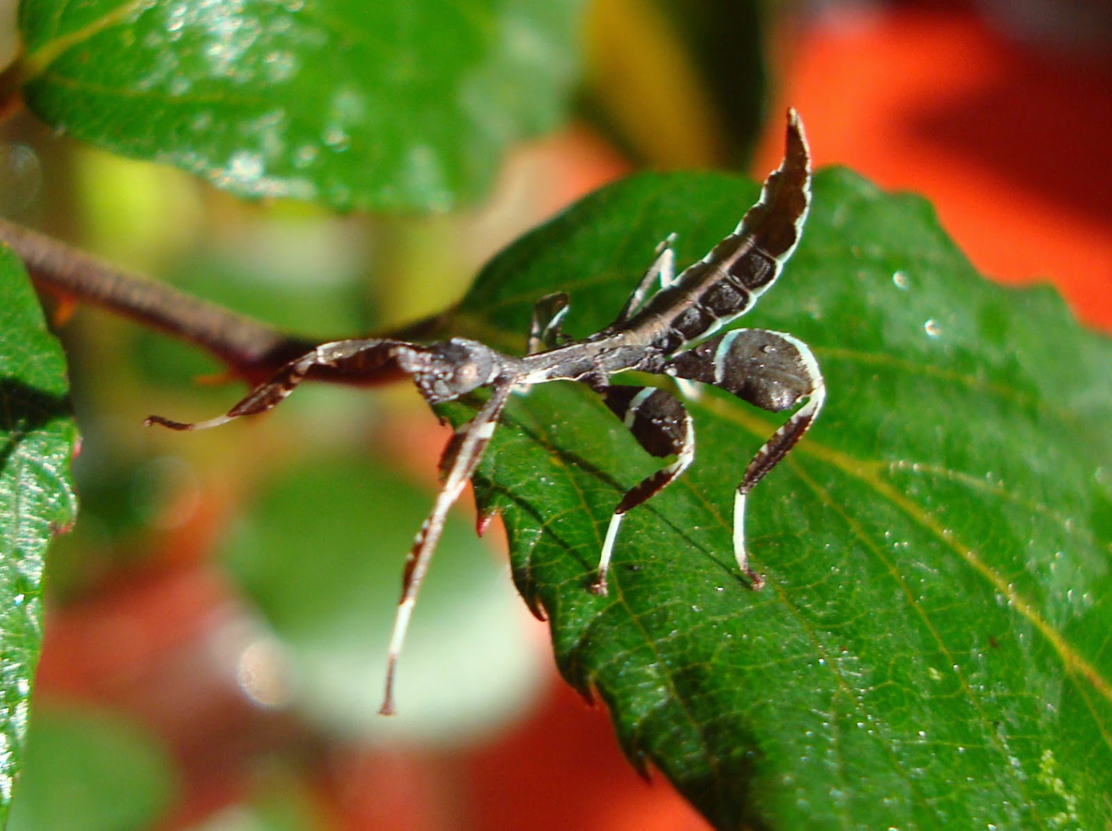 Phasme & Furious: Phyllium philippinicum