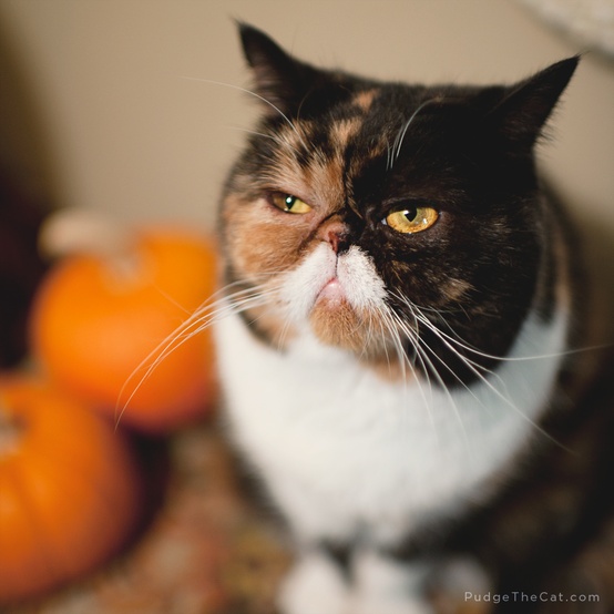 scientific culture: Have you met Pudge?