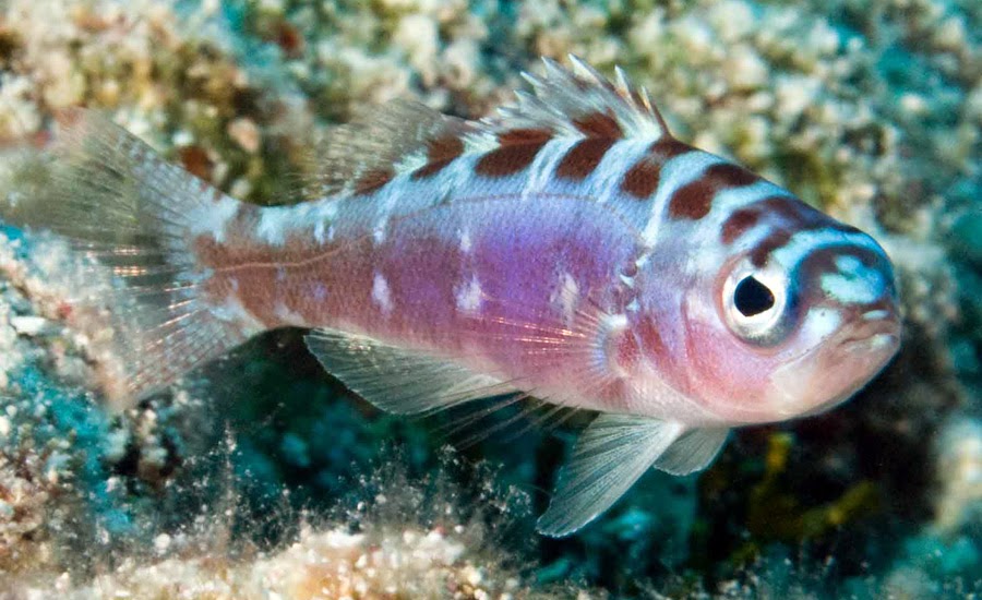 Artes de Pesca: LOS SERRANIDAE