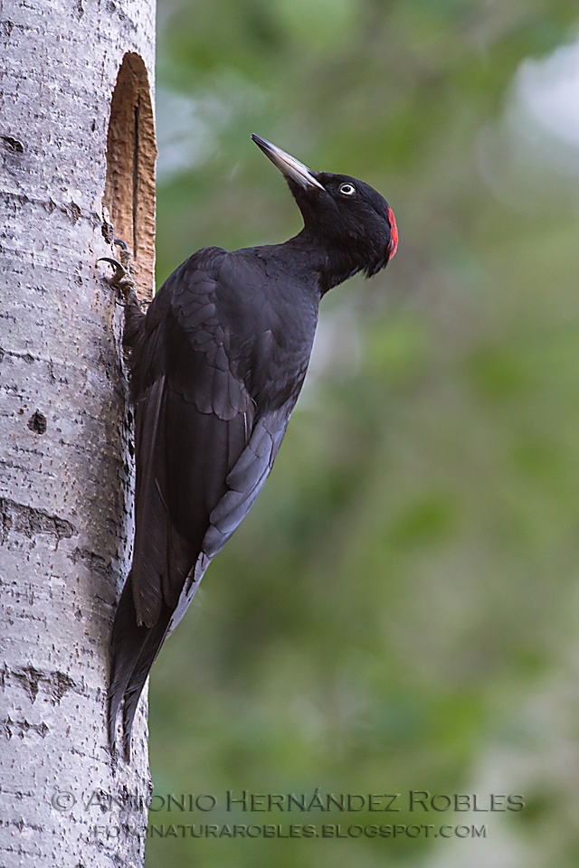Fotografia de Vida Salvaje - Wildlife Photography: UN FIN DE SEMANA CON ...