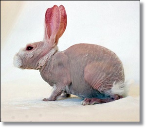 The Pet Tree House - Where Pets Are Family Too : Meet Mr. Bigglesworth ...