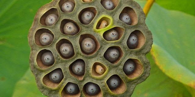What is Trypophobia?