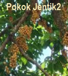 Anim Agro Technology: BUAH JETIK-JENTIK - KENALI DIA