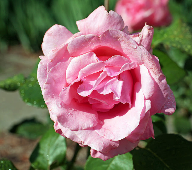 Southern Lagniappe: In the Rose Garden