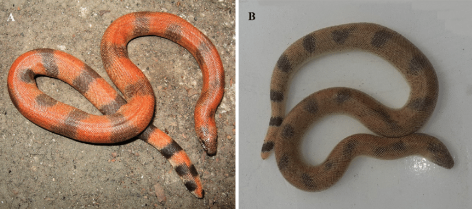 Species New to Science: [Herpetology • 2020] Eryx sistanensis • A New ...
