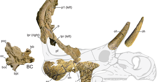 EL JOVE PALEONTÒLEG: La setmana dels Ceratòpsids 1.