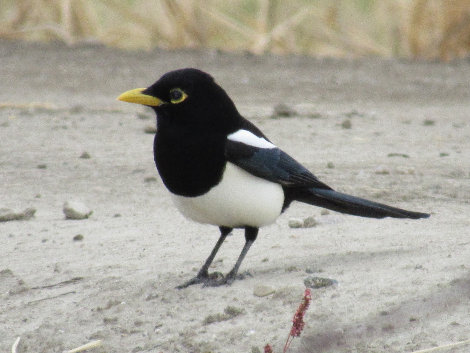 Wings and Daydreams: Marvelous Magpies