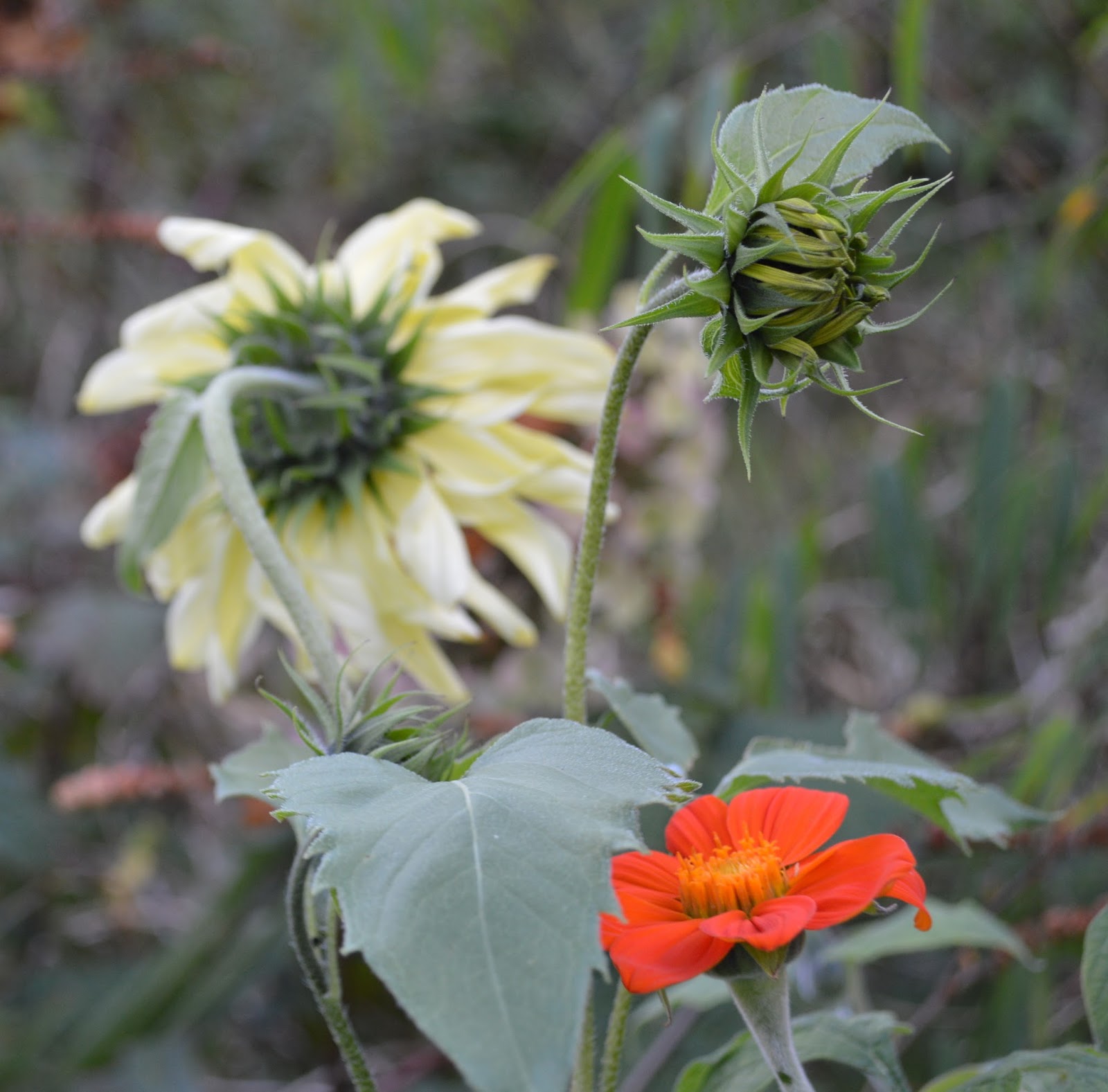 The Exotic Border reviewed