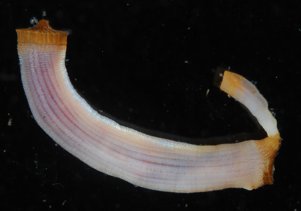 Variety of Life: Sipuncula