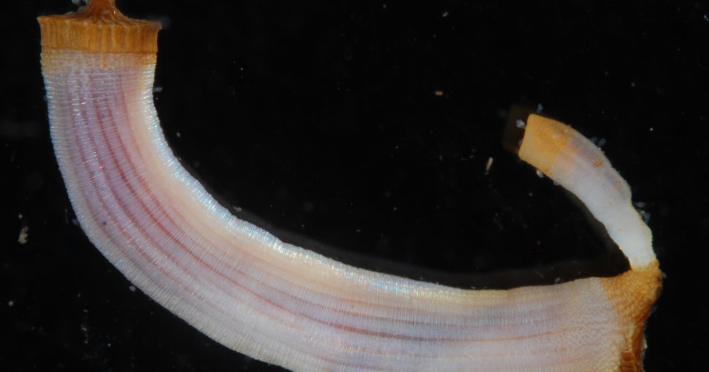 Variety of Life: Sipuncula