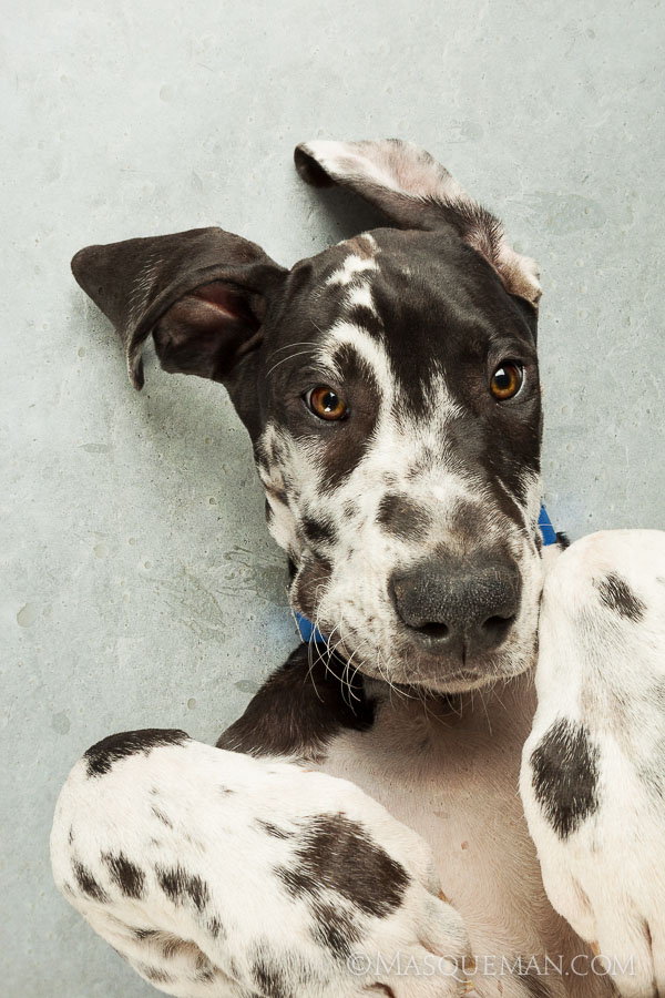 Portraits of Beautiful Harlequin Great Danes - Masqueman Creative ...