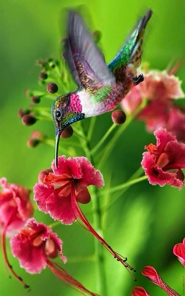 Hummingbird. Humming Along... ~ Photos Hub