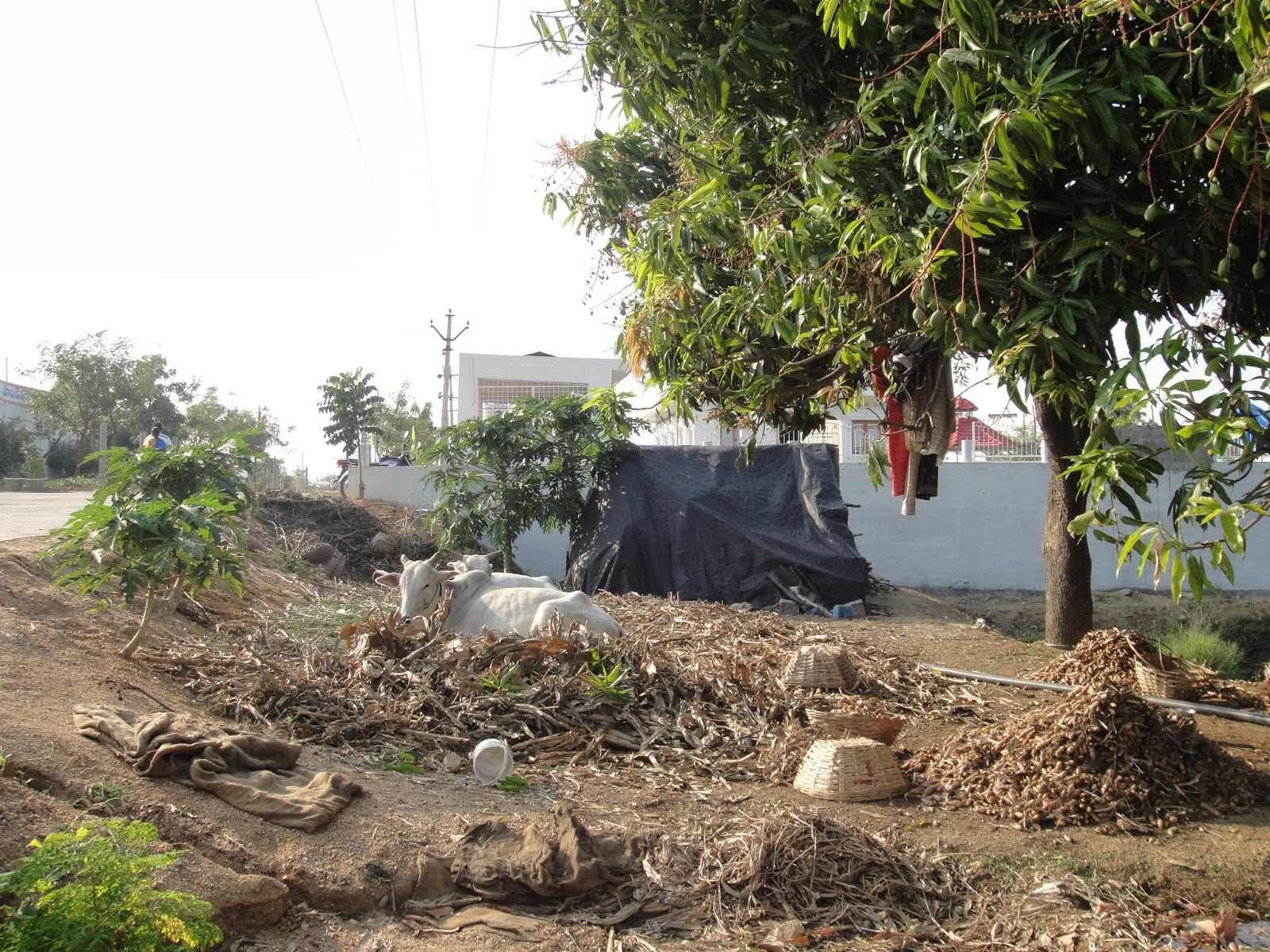 Ankapur - A Model Village in Telangana, INDIA: Ankapur-A Model Village ...
