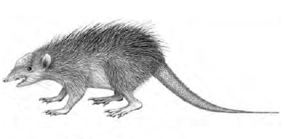 Escenarios prehistóricos: Pholidocercus