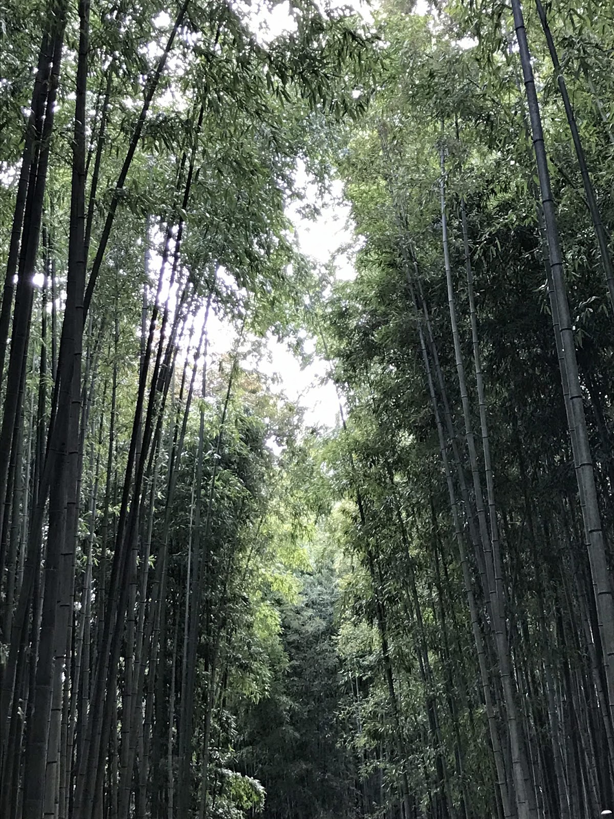 Enjoy Korea with Hui: Juknokwon, a bamboo forest, of Damyang in South Korea