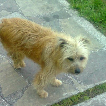 Adoptándonos: Lindo perrito adulto barbincho clarito en adopción urgente