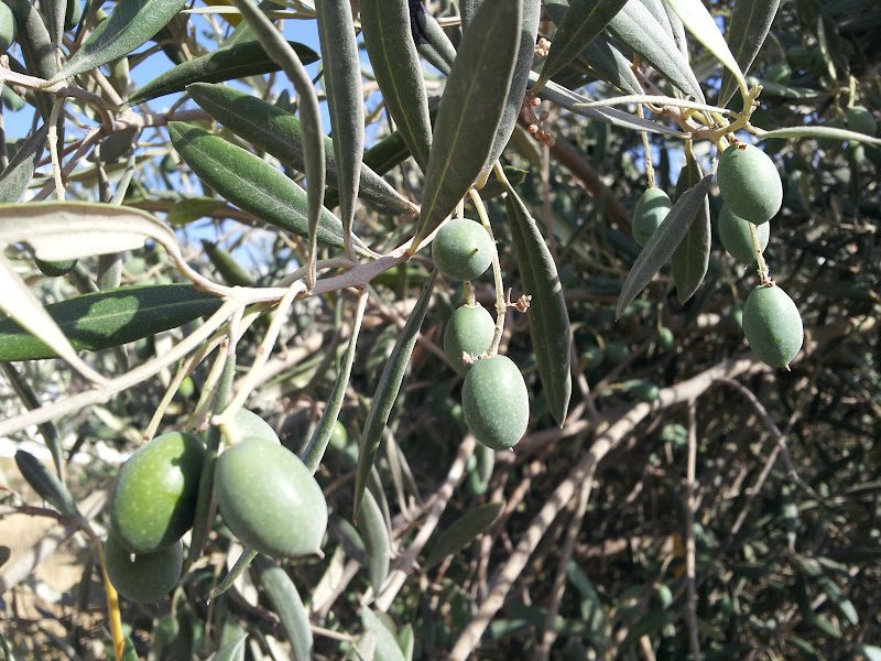 Shearim: Parashat KORACH