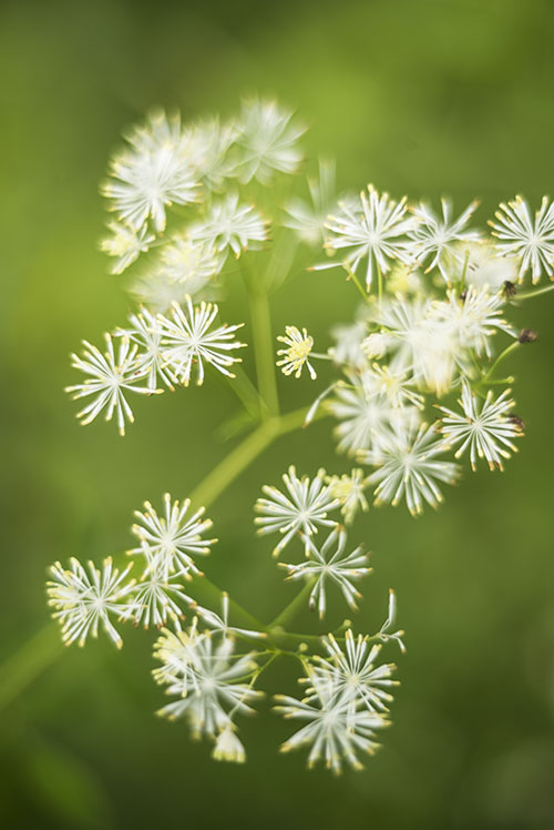 About Photography: The 50mm Kern Macro Switar lens