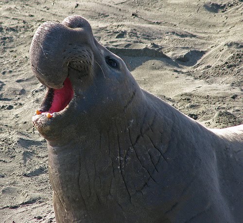 Ugly Elephant Walrus