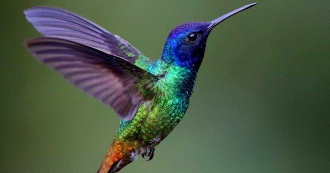 Colorful Hummingbirds | Amazing Wallpapers