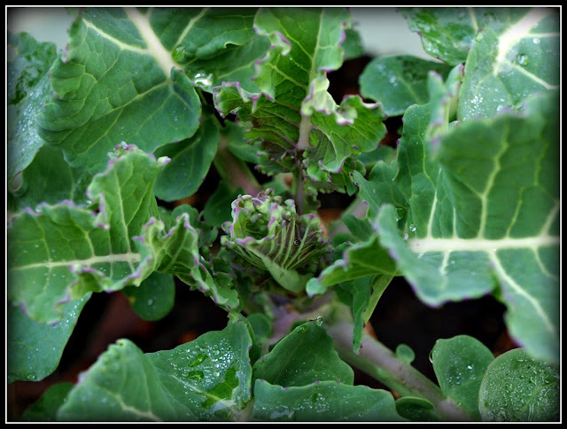 Mark's Veg Plot: "Rudolph" - not a reindeer, but a Purple Sprouting ...