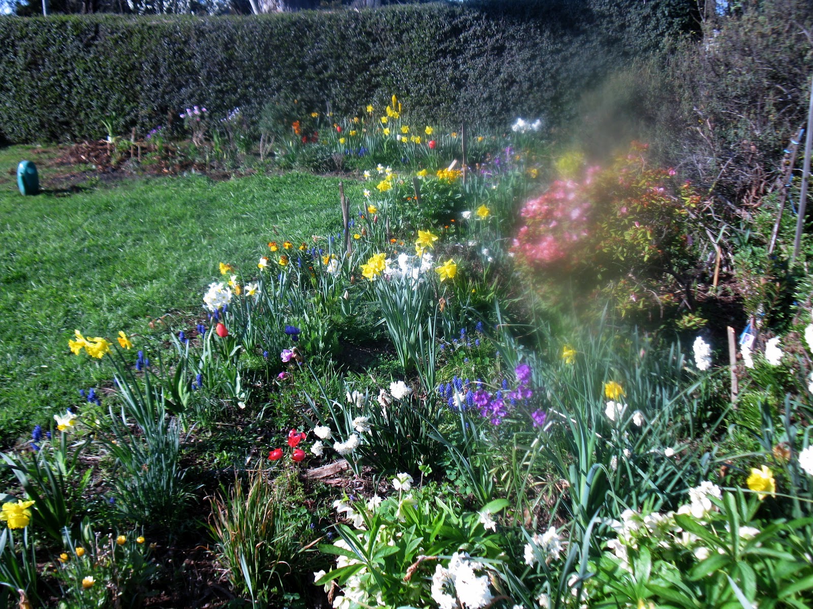 Kevin Slattery Gardening