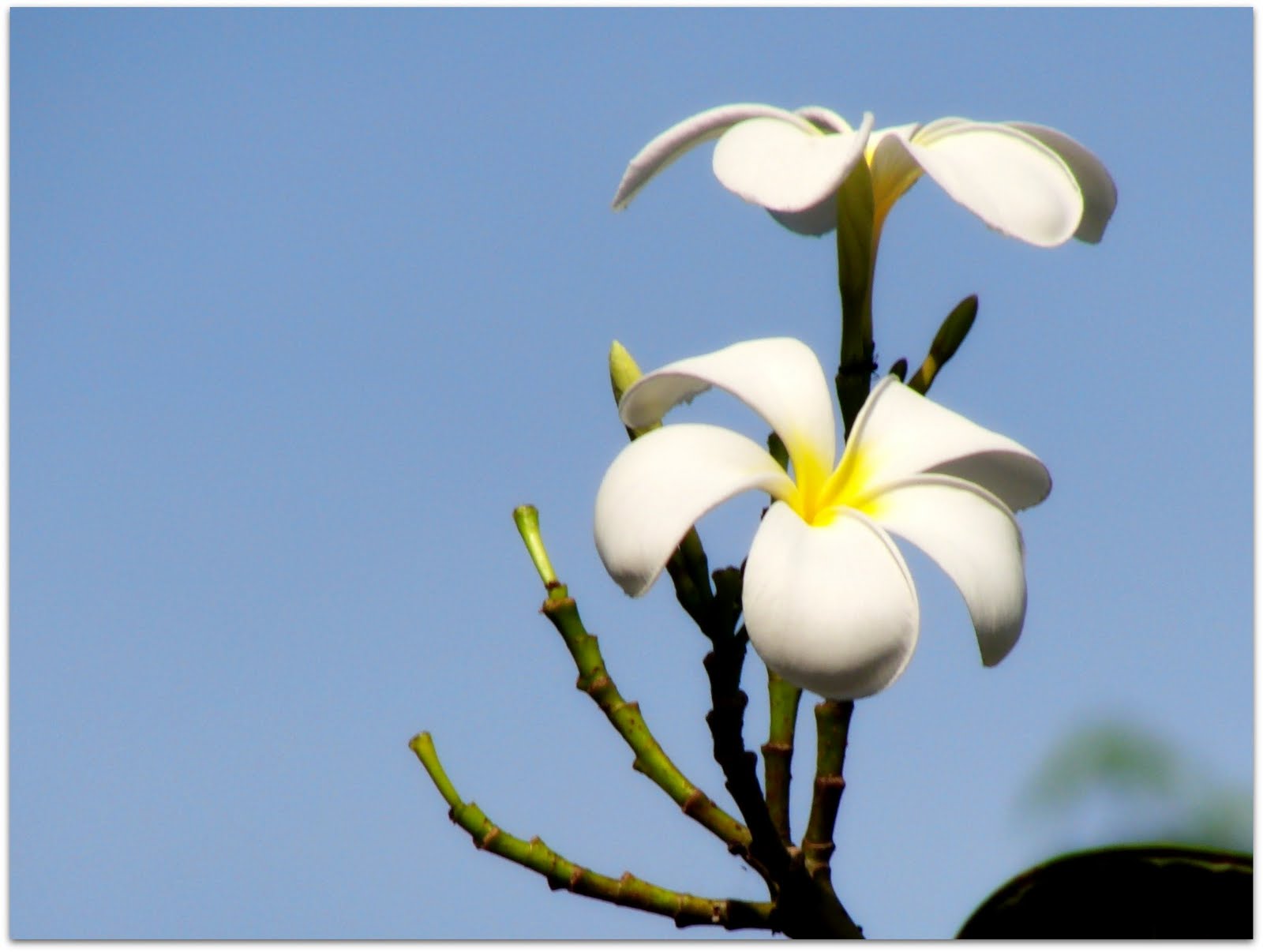 RIMA DANIA: Taman 1000 Bunga Melaka