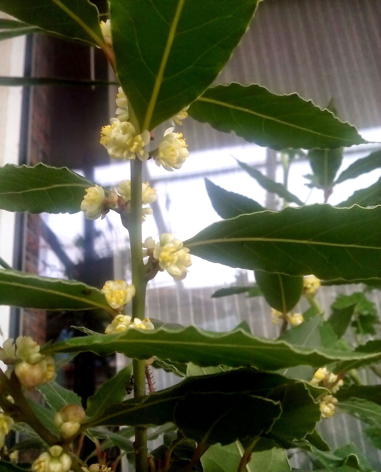 backyard garden: Flori de dafin