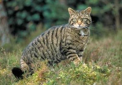 Kucing Liar (Felis silvestris) | Kucing Felidae