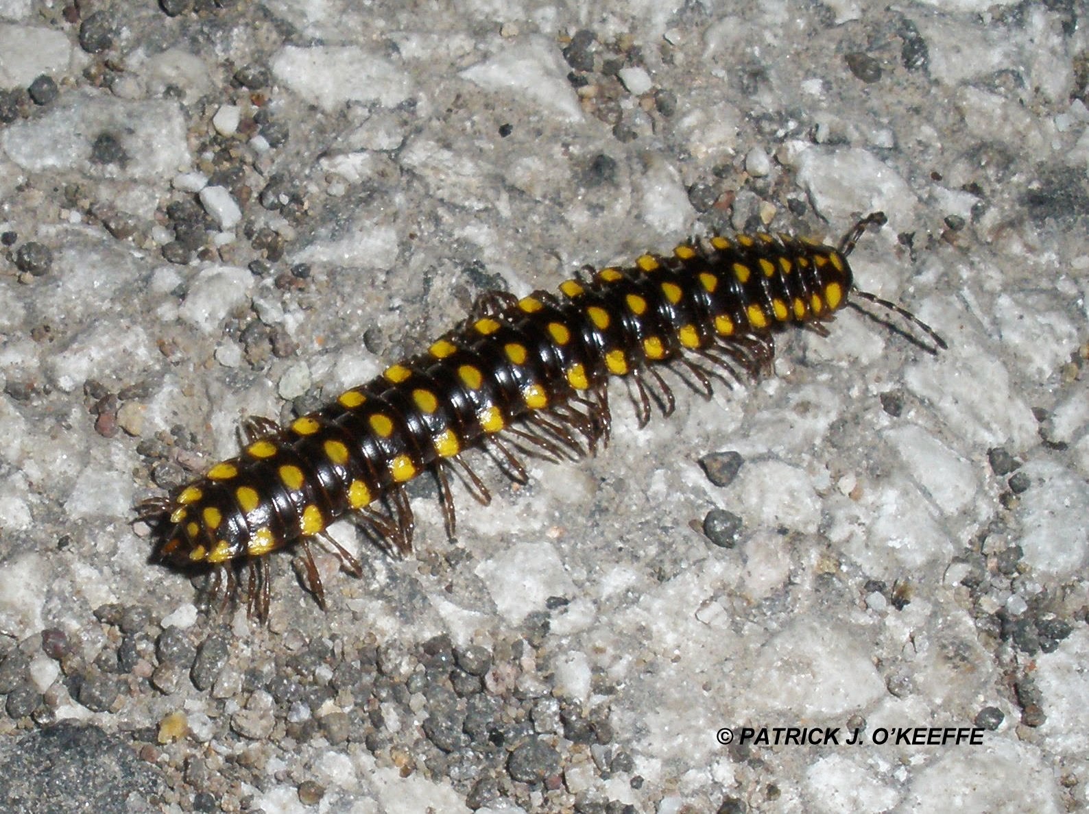 Raw Birds: "YELLOW SPOTTED" MILLIPEDE Melaphe vestita thracia Skala ...