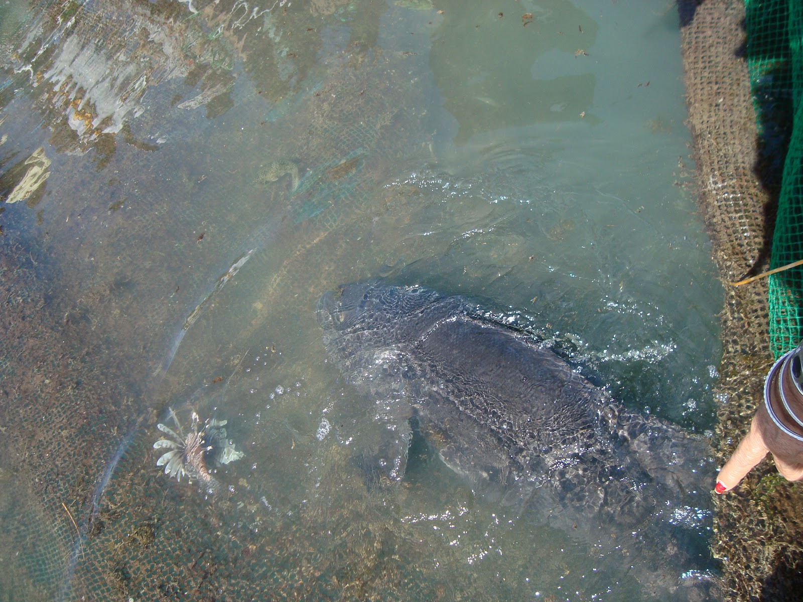 Living with Nature - School on Blog by Dr. Abercio V. Rotor: Have you ...