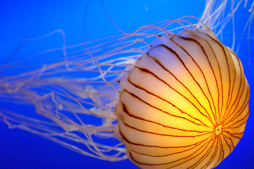 Jellyfish | The Life of Animals