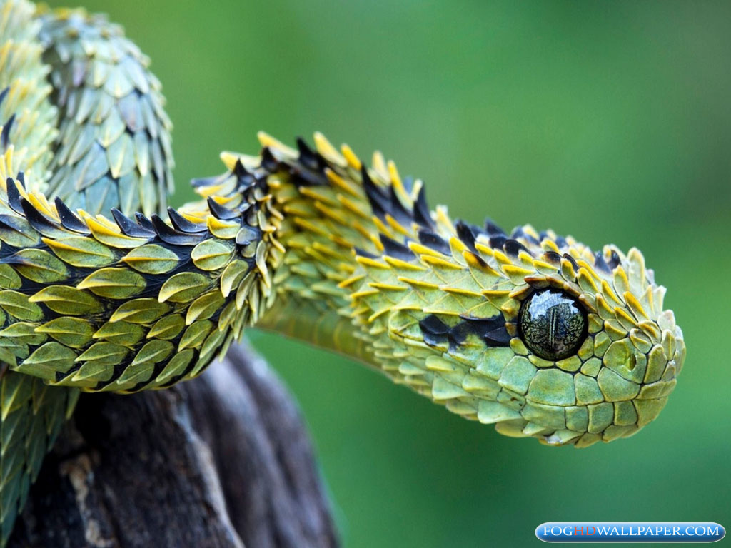 Amazing Viper Snakes Wallpapers | Fog HD Wallpaper