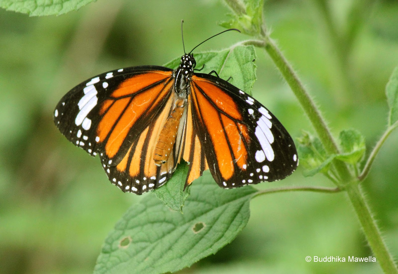 Lanka Nature Summary: Common Tiger (Danaus genutia)