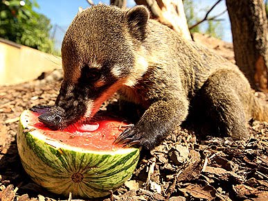 15 Animals eating watermelons (15 pics) | Amazing Creatures