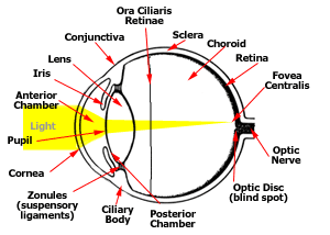 Nervous system of animals, central and peripheral nervous system of ...