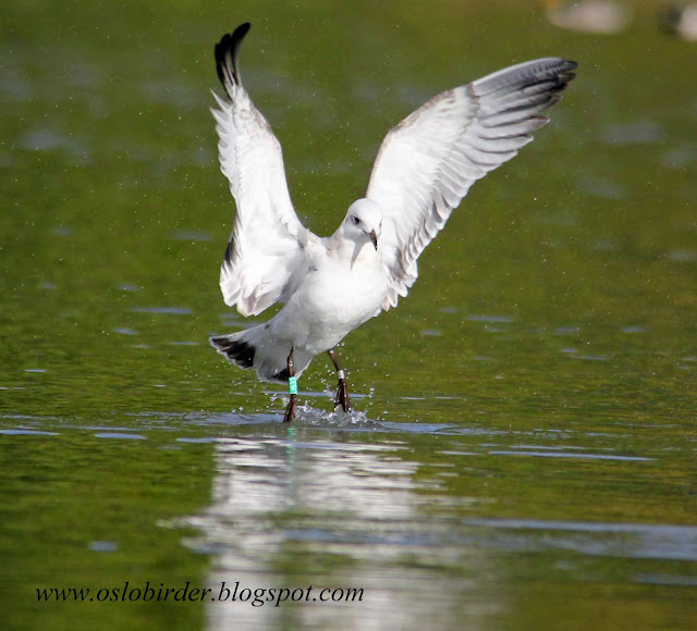 OSLO BIRDER: Med Gull