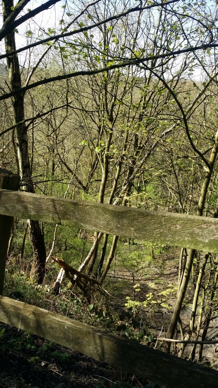 Lucy's Wednesday walks: Himley to Baggeridge - a popular Black Country walk