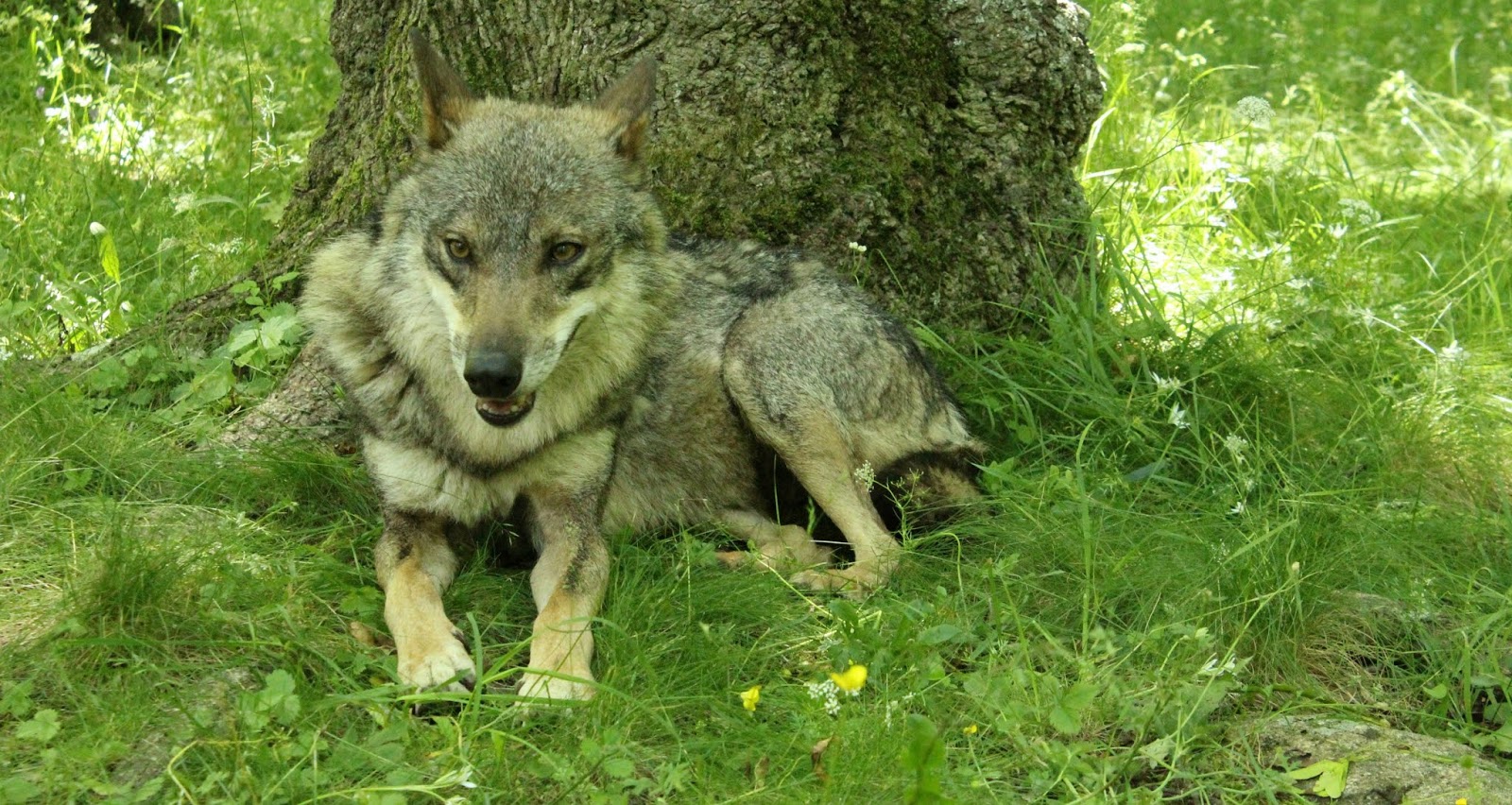 El llop ibèric (Canis lupus signatus)
