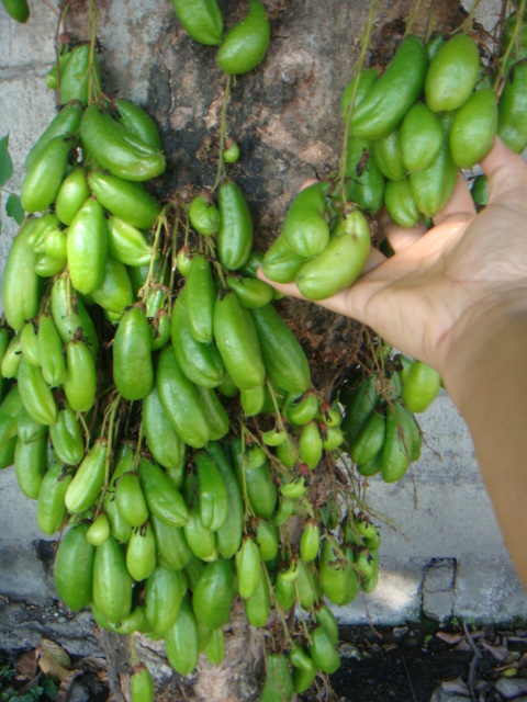 ChamoruBoy: Gi Annai Dumådångkulu Yu'