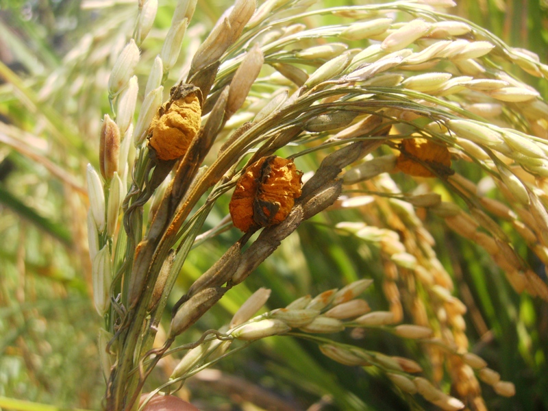 Jamur Padi - Perumperindo.co.id