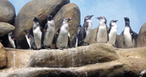 Webcam Traveler: webcam focused on African penguins at California ...