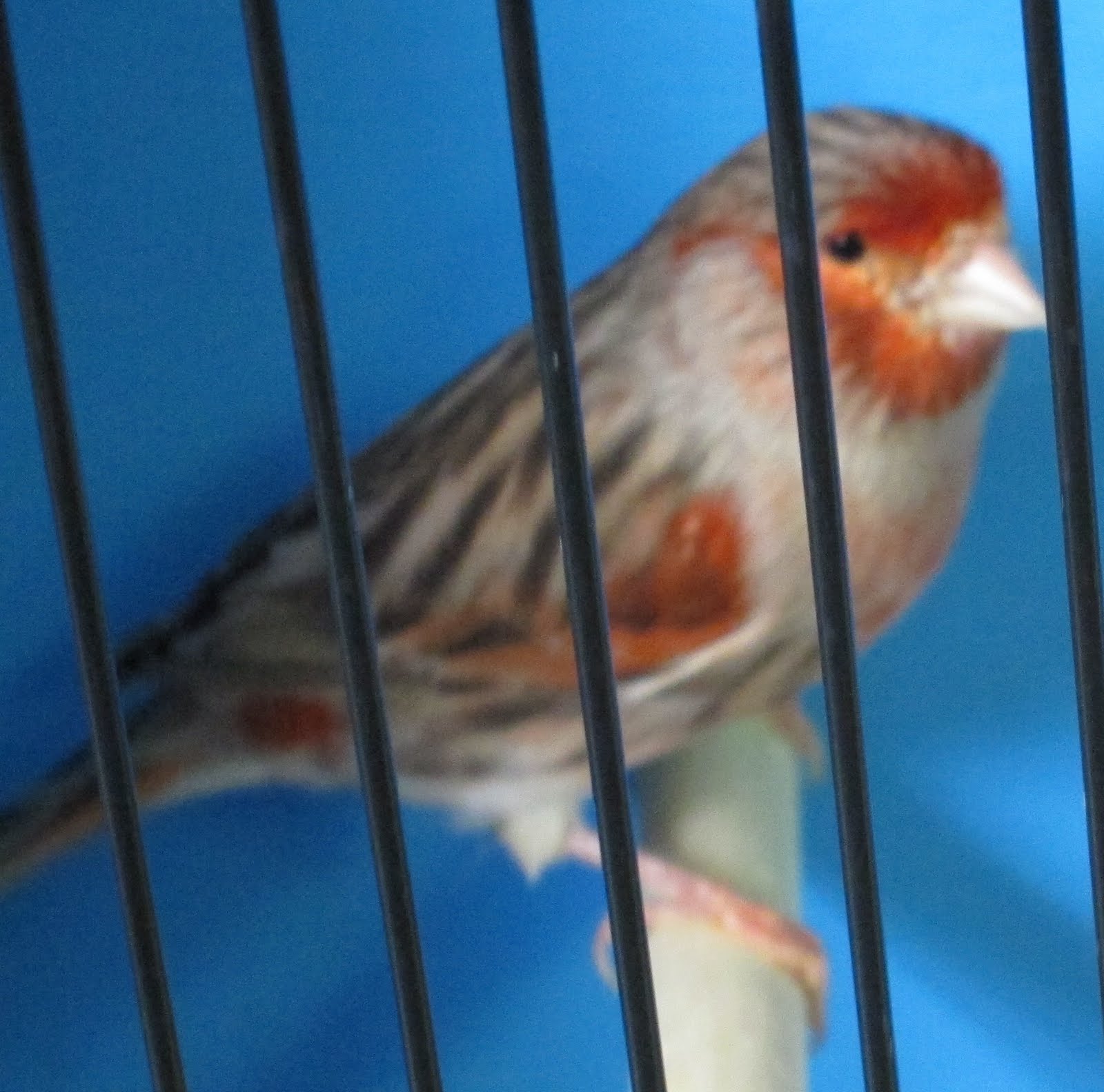 Canary Tales: Winners Florida Canary fanciers Bird Show