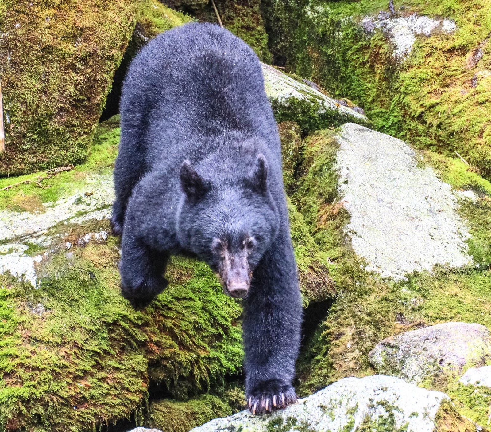 Cannundrums: Eastern Black Bear - Anan Bay, Alaska