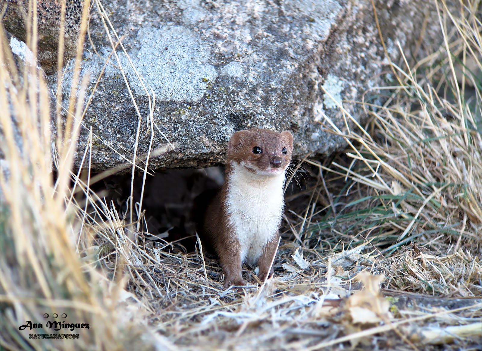 NATURANAFOTOS: Invierno en Madrid/ Winter in Madrid
