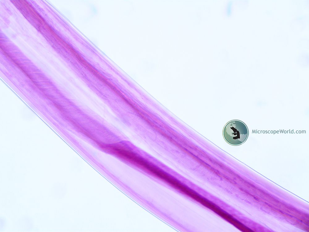 Seamonkey under microscope - dockvar