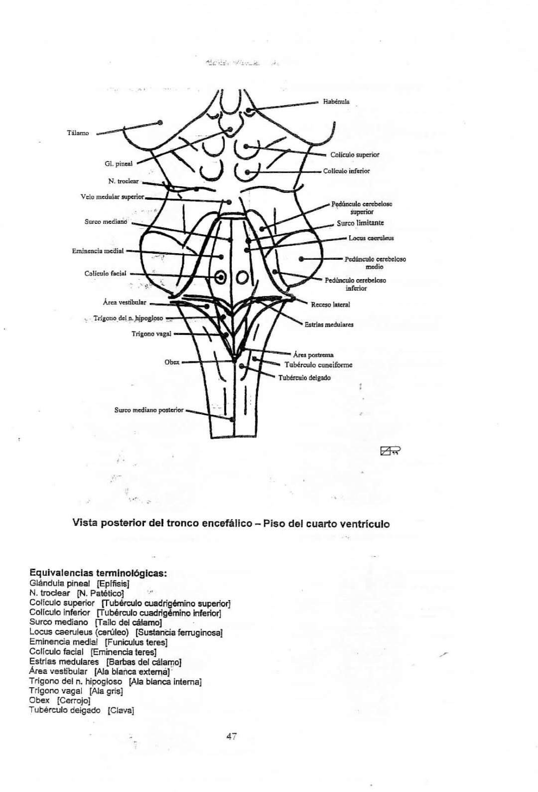 Estudiante de medicina : Apunte de neuroanatomia de Forlizzi Pro