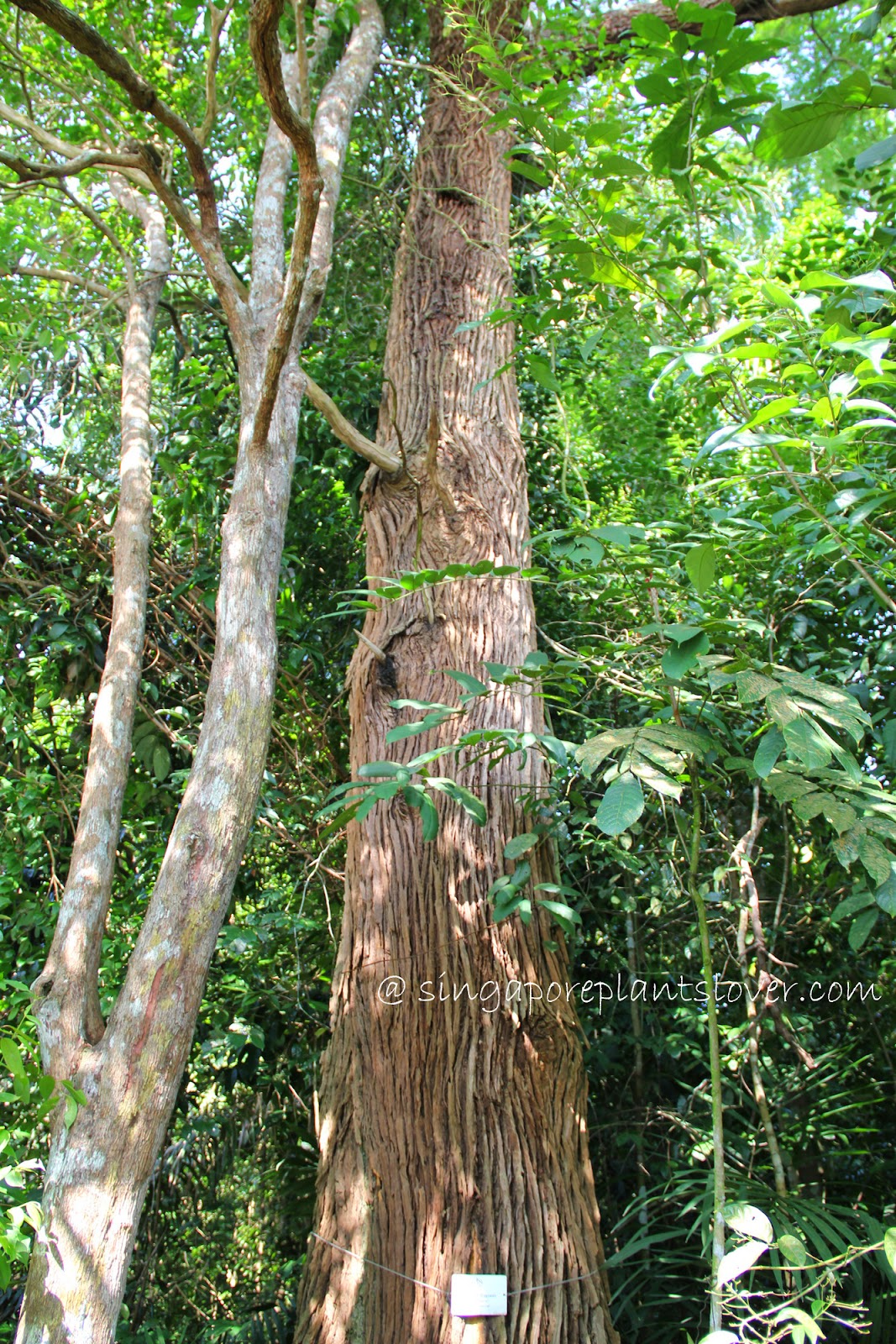 Singapore Plants Lover: Tembusu Tree, 香灰梨木